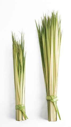 Palm Strips A-M Religious Gifts Church Supply Liturgical Goods – FUCHS ...